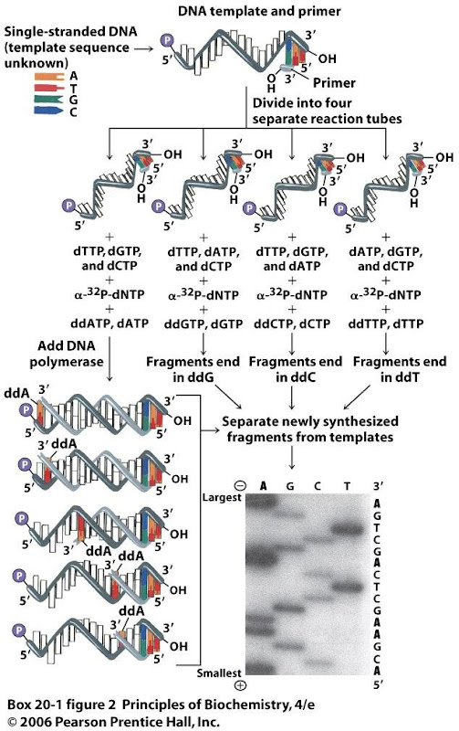 Sandwalk: The Sanger Method of DNA Sequencing